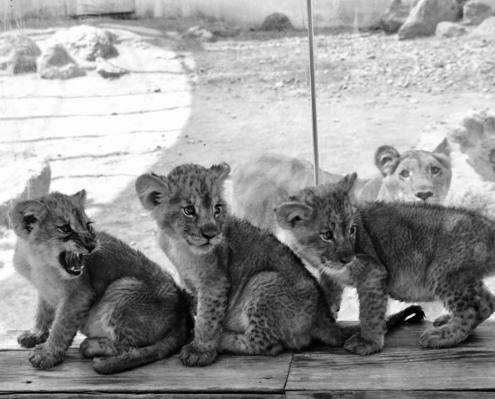 📌 NACEN TRES CRÍAS DE LEÓN EN EL ZOOLÓGICO DE LA ENCANTADA - Revista ...